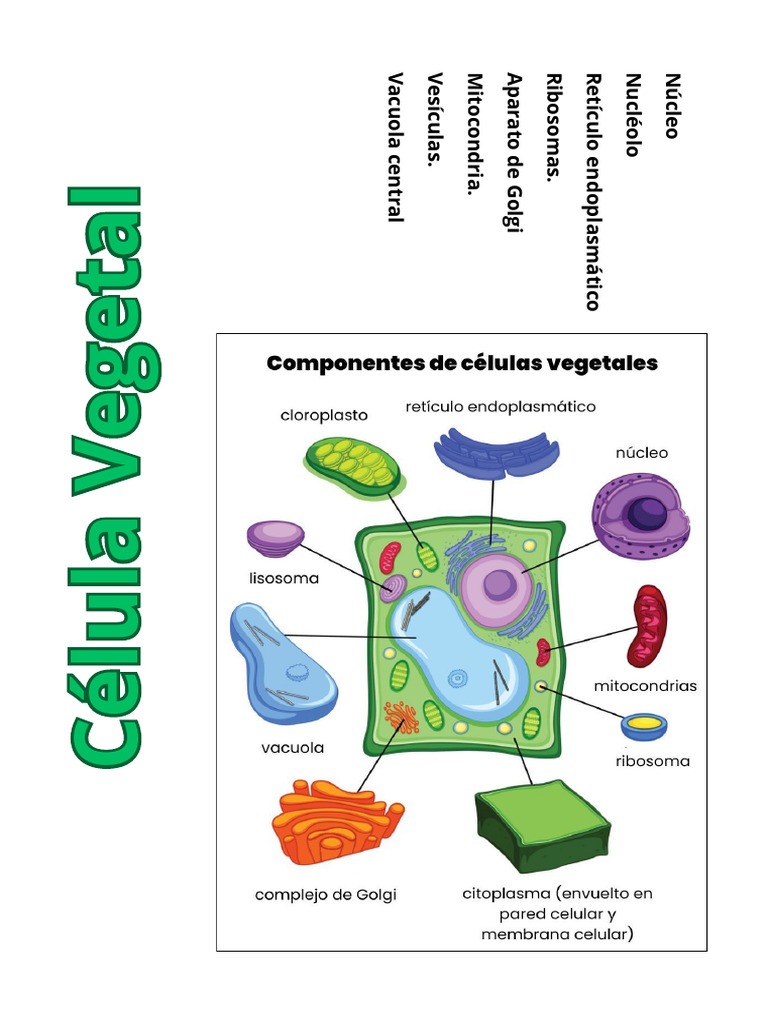 Núcleo (con nucléolo) Retículo endoplasmático rugoso. Retículo ...