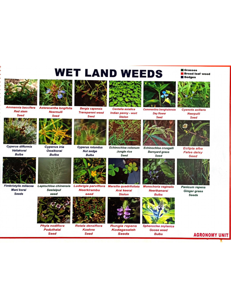 Identification | PDF