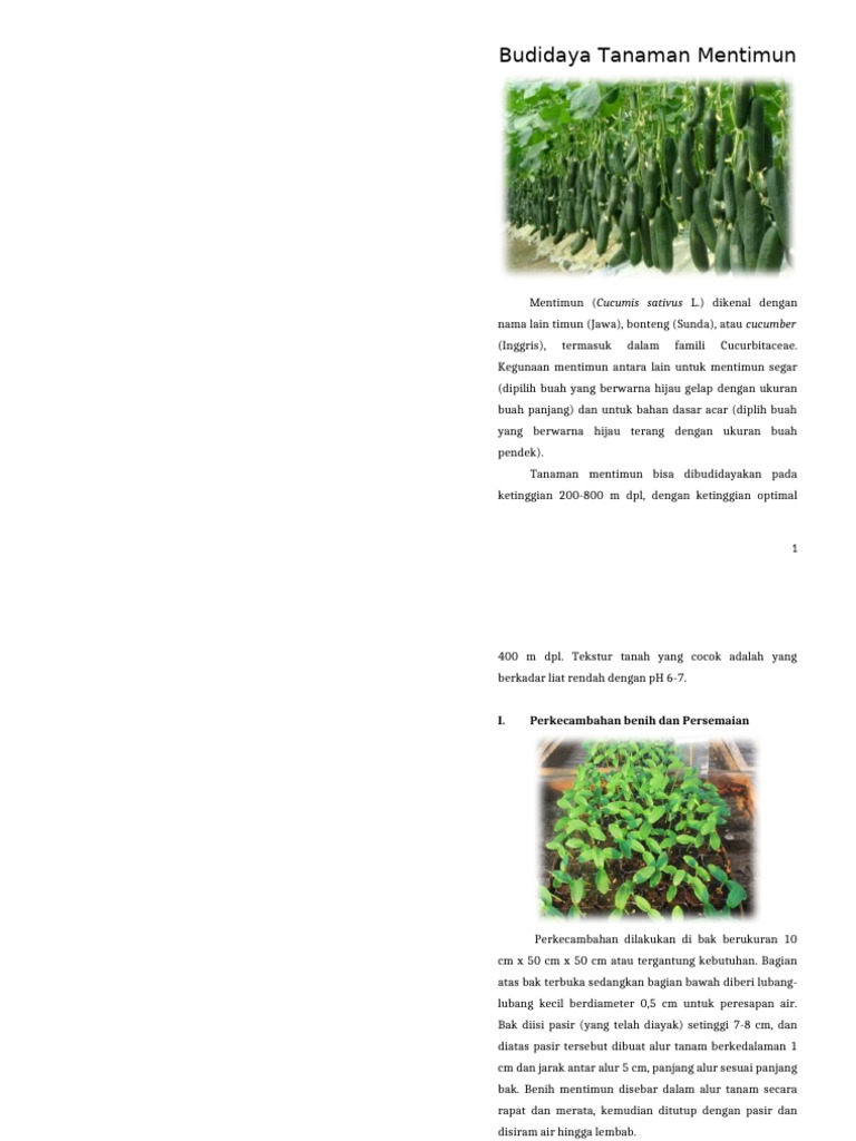 3. ISI mentimun | PDF