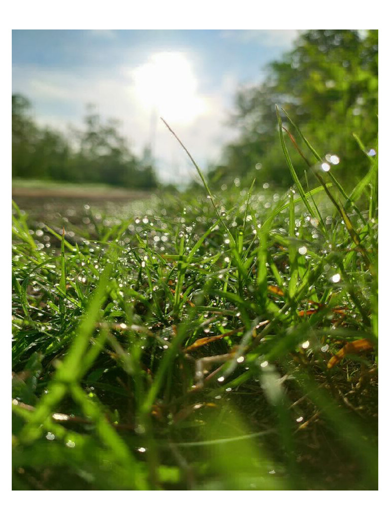 Morning Grass | PDF