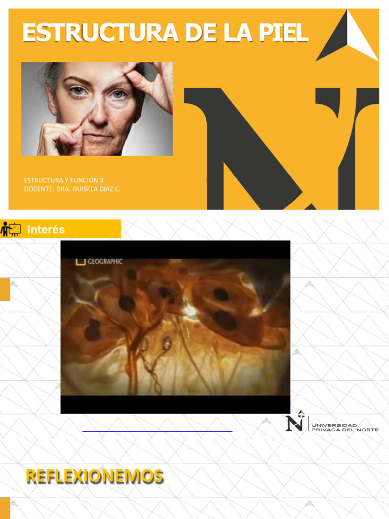 Clase 9 EF III Estructura de La Piel | PDF | Piel | Epidermis