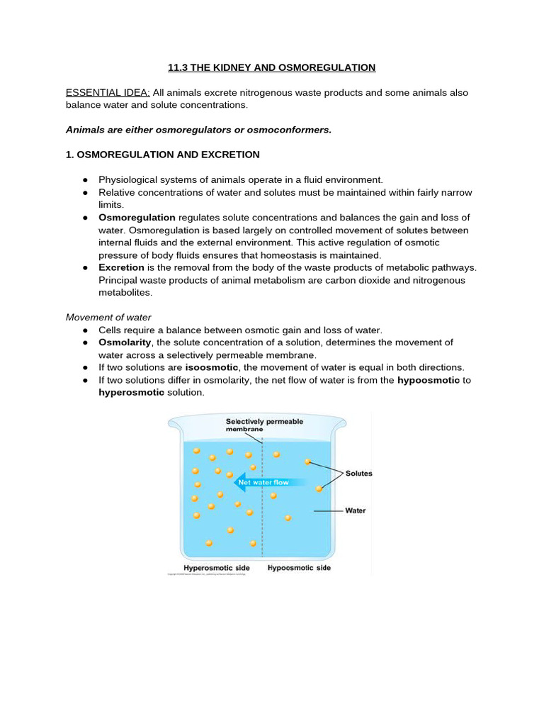 11.3 The Kidney and Osmoregulation | PDF
