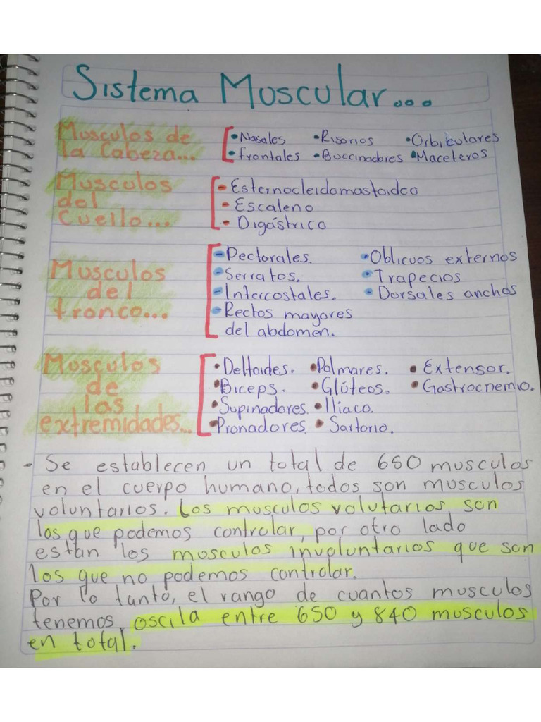 Esquema Del Sistema Óseo y Muscular | PDF