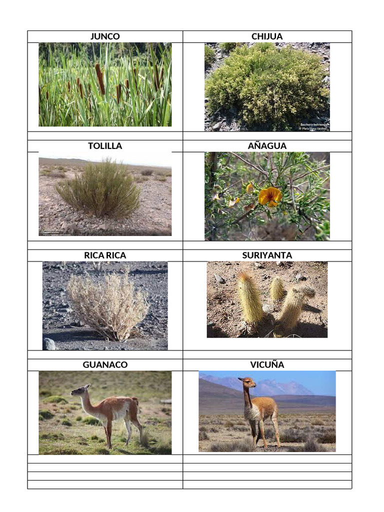 Fauna de la Región Puna | PDF