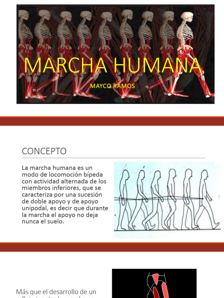 Marcha Humana | PDF | Pie | Rodilla