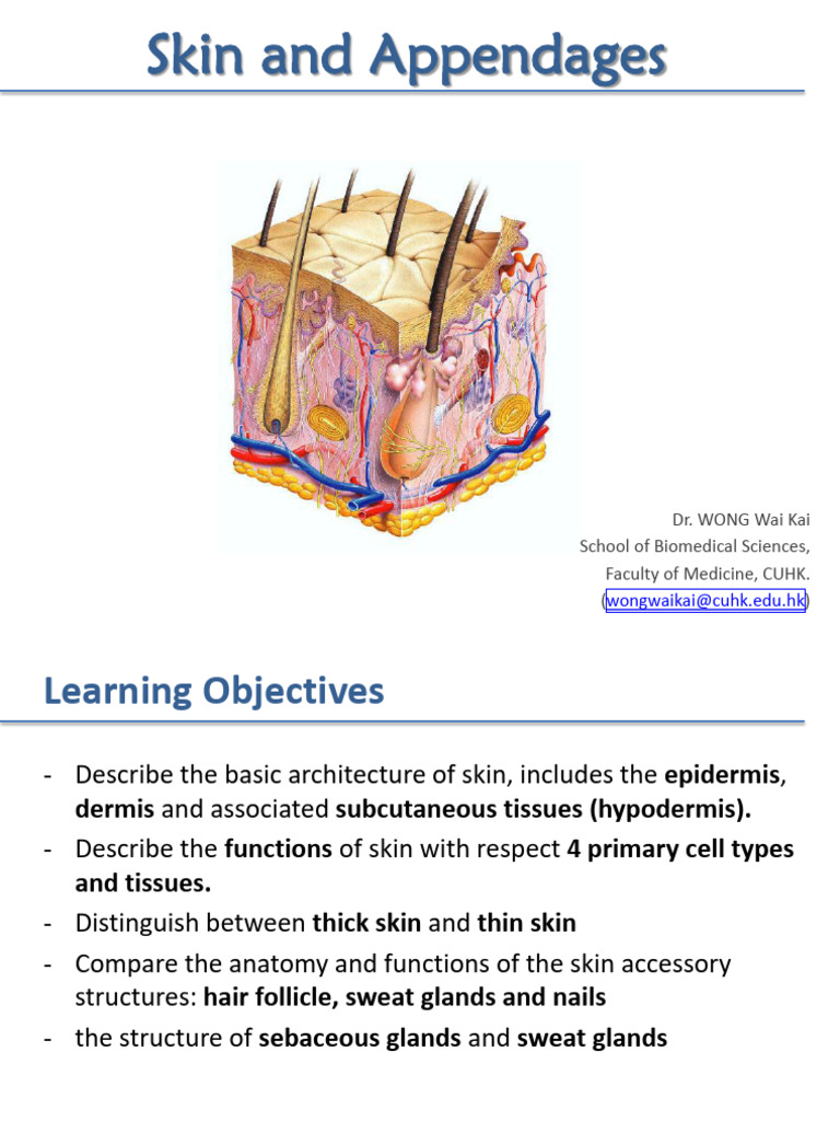 Skin and Appendages (16-17 Students Version) Edited | PDF