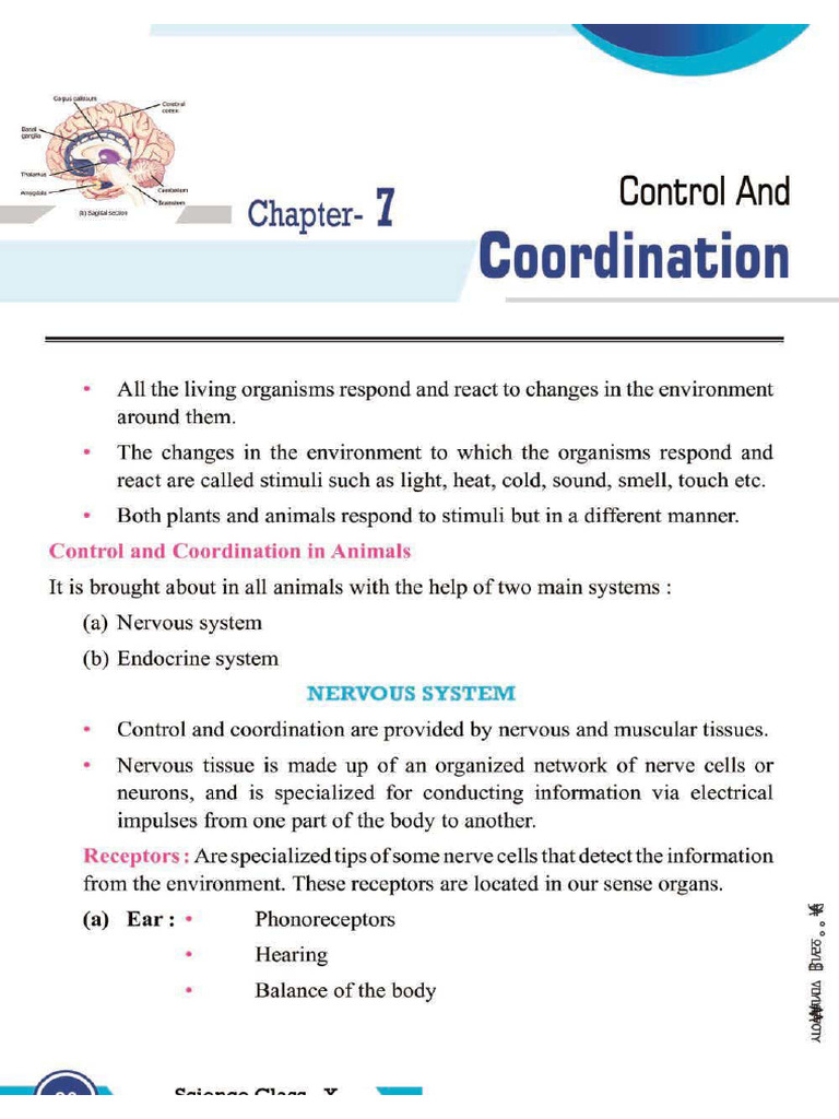Control and Coordination | PDF