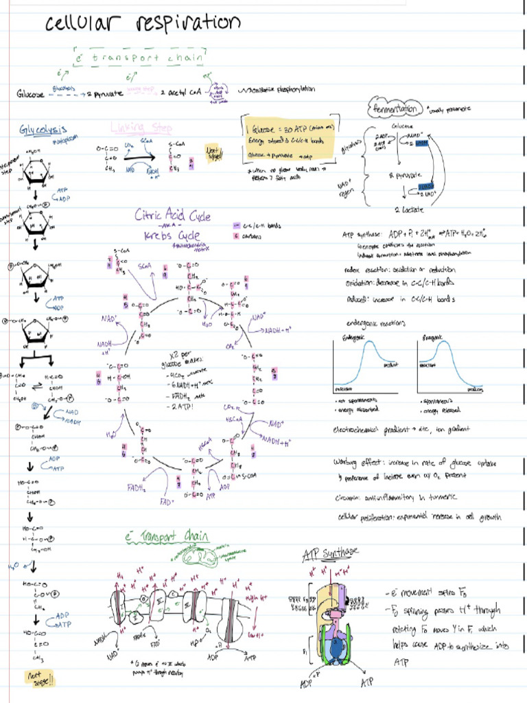 Cellular Respiration | PDF