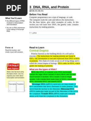 Chapter 10 Active Reading Worksheets Dna Rna And Protein Synthesis Answers
