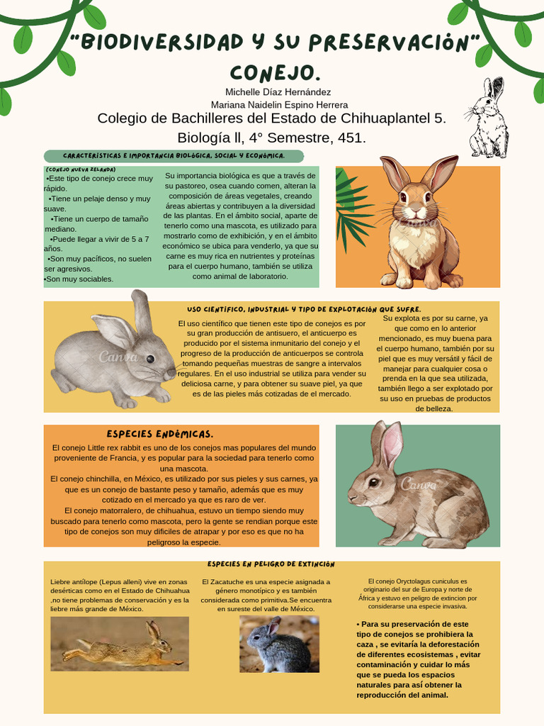 Poster Cartel Los animales Doodle Informativo Infantil Ilustrado ...