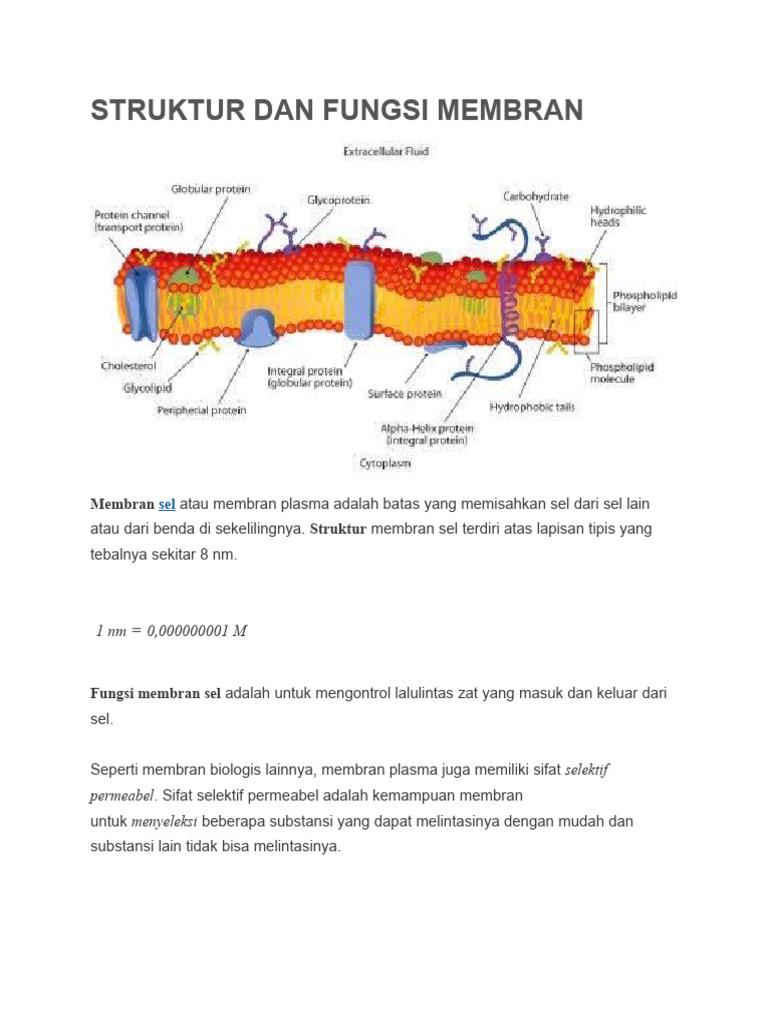Struktur Dan Fungsi Membran Sel Pdf