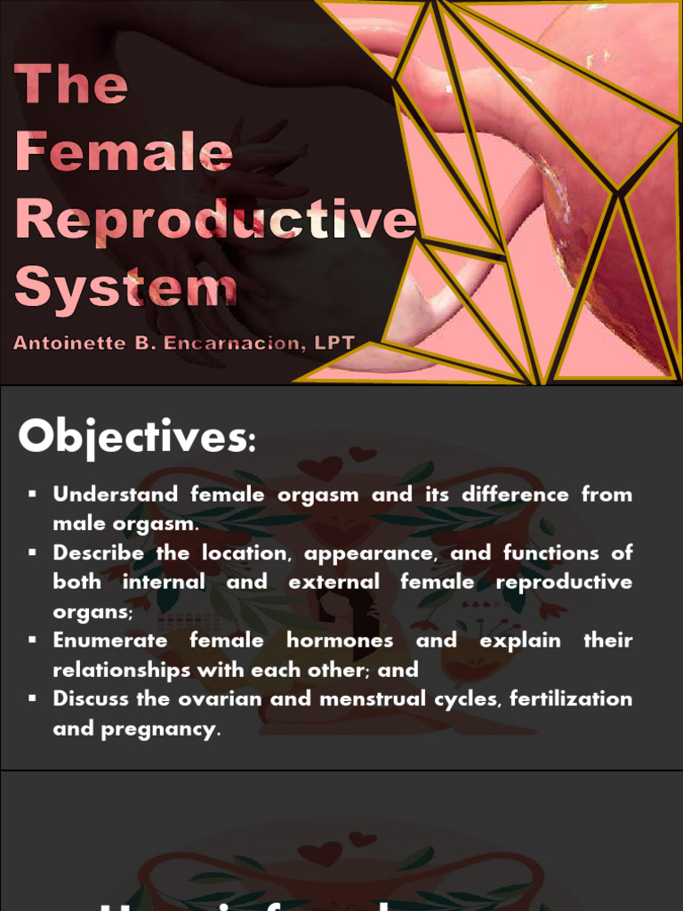 Female Reproductive System | PDF