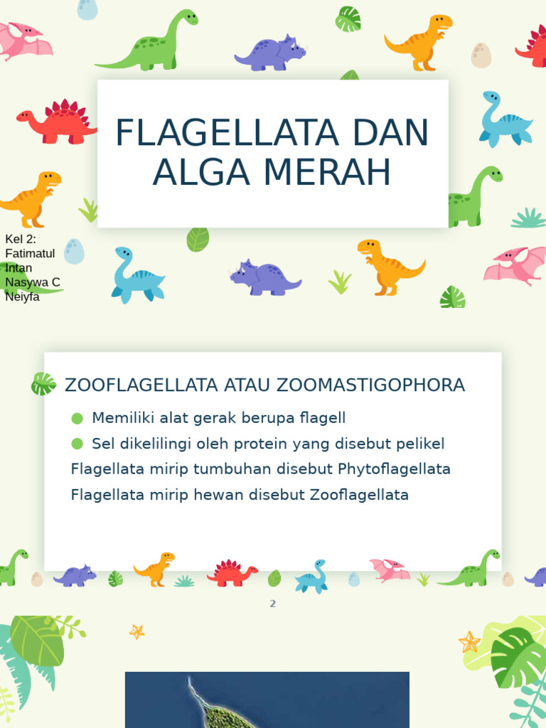 Flagellata Dan Alga Merah: Kel 2: Fatimatul Intan Nasywa C Neiyfa | PDF