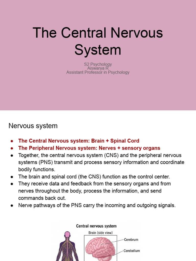 The Central Nervous System | PDF