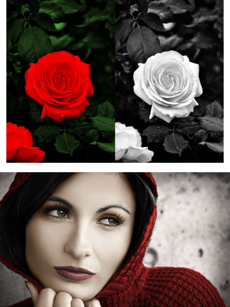 BW To Color Rose | PDF