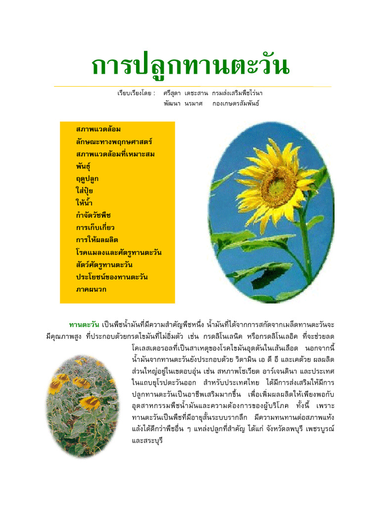 Sunflower | PDF