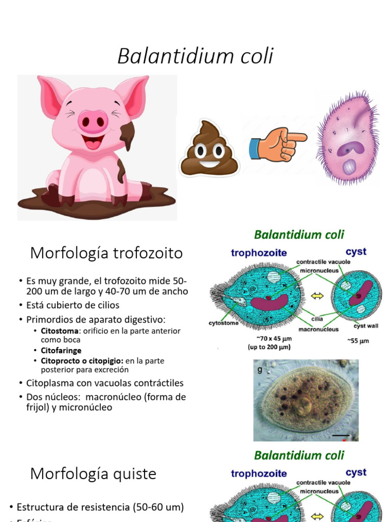 Balantidium coli_240611_182049 | PDF