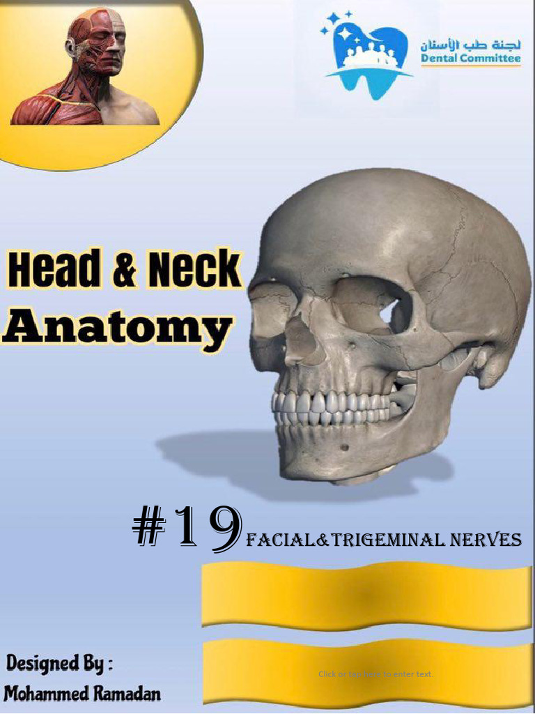 The Facial and Trigeminal Nerves Lec19 | PDF