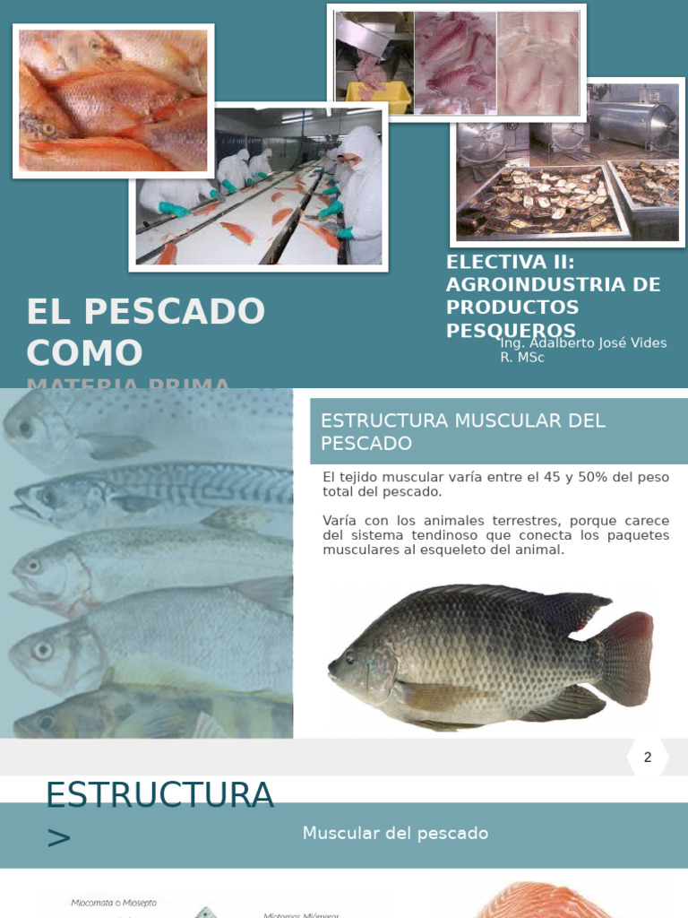 Estructura y Composición del Pescado | PDF | Músculo | Pescado como ...