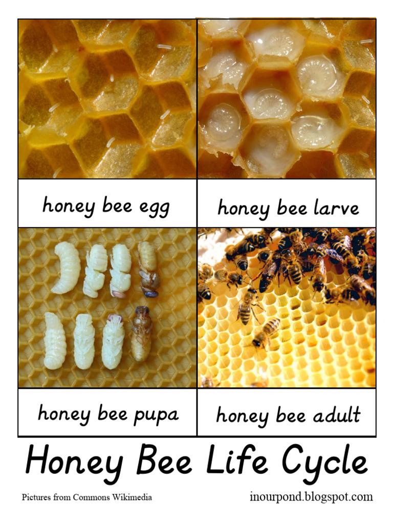Bee Life Cycle | PDF