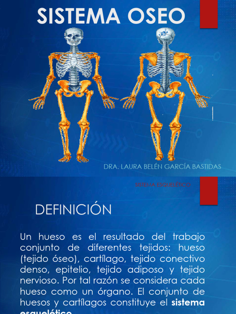 Repaso Sistema Óseo Diapositivas | PDF | Vertebra | Skeletal System