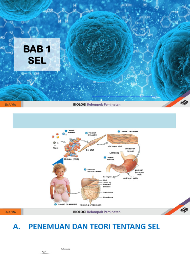 Bab 1 Sel - Kelas Xi Kurikulum Merdeka | PDF