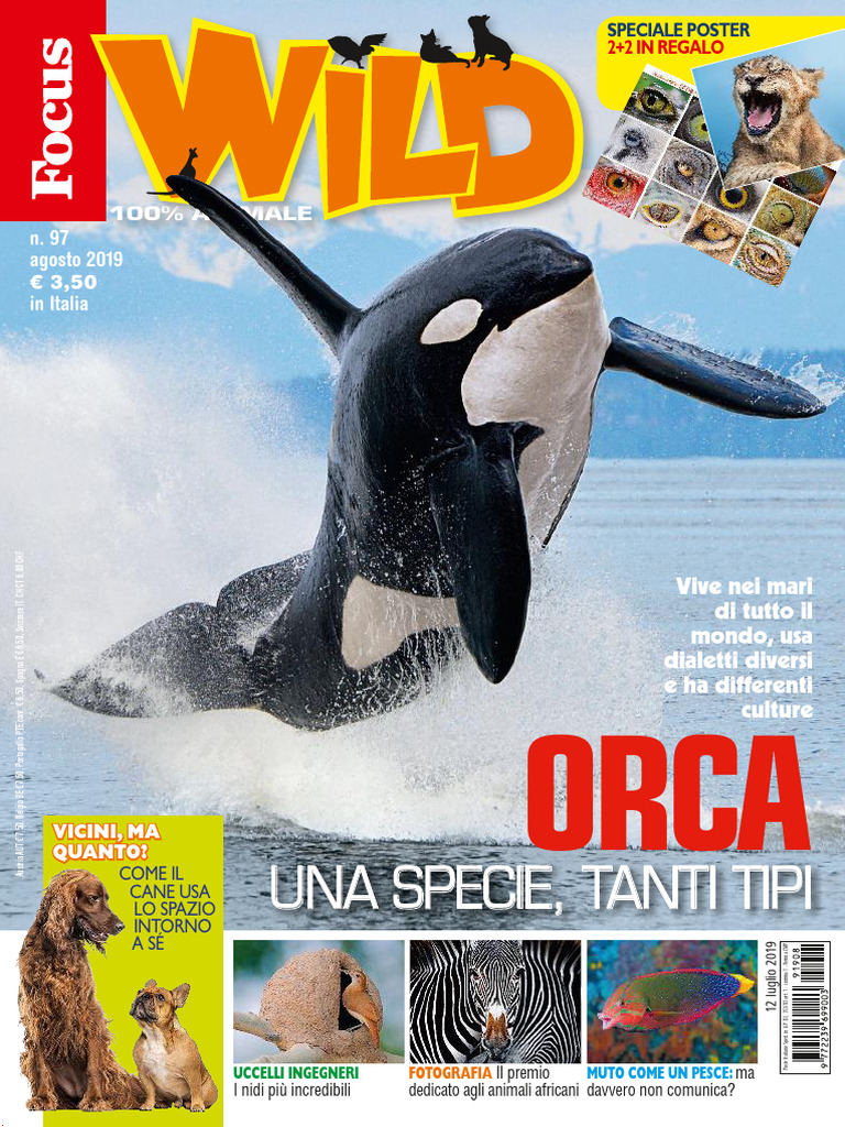 Focus Wild - 097 | PDF