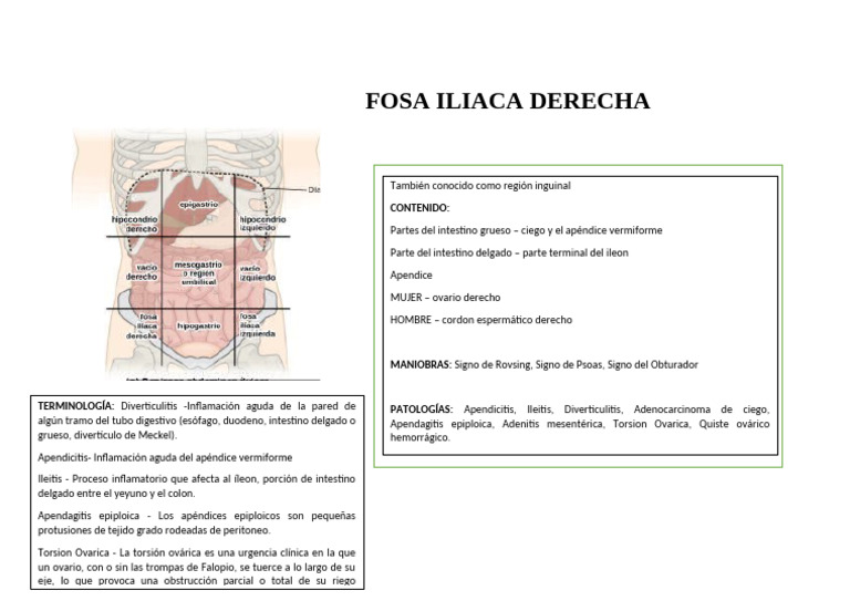 Fosa Iliaca d, Hipogastrio | PDF