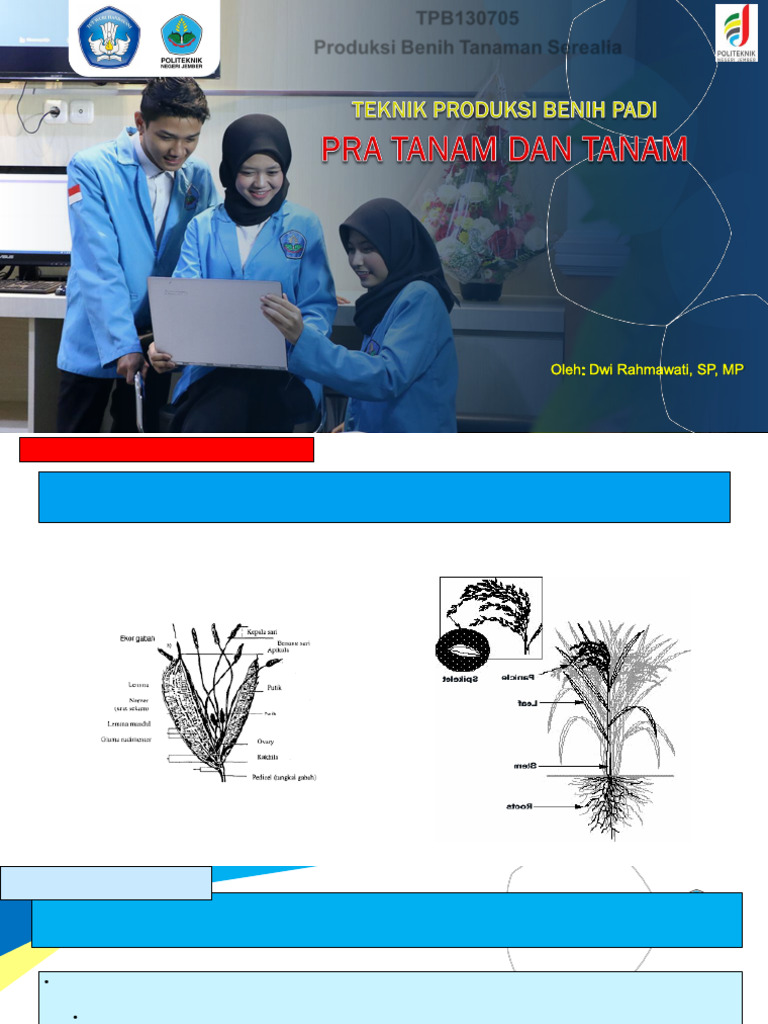 Materi 2 Pra Tanam Dan Tanam Padi | PDF