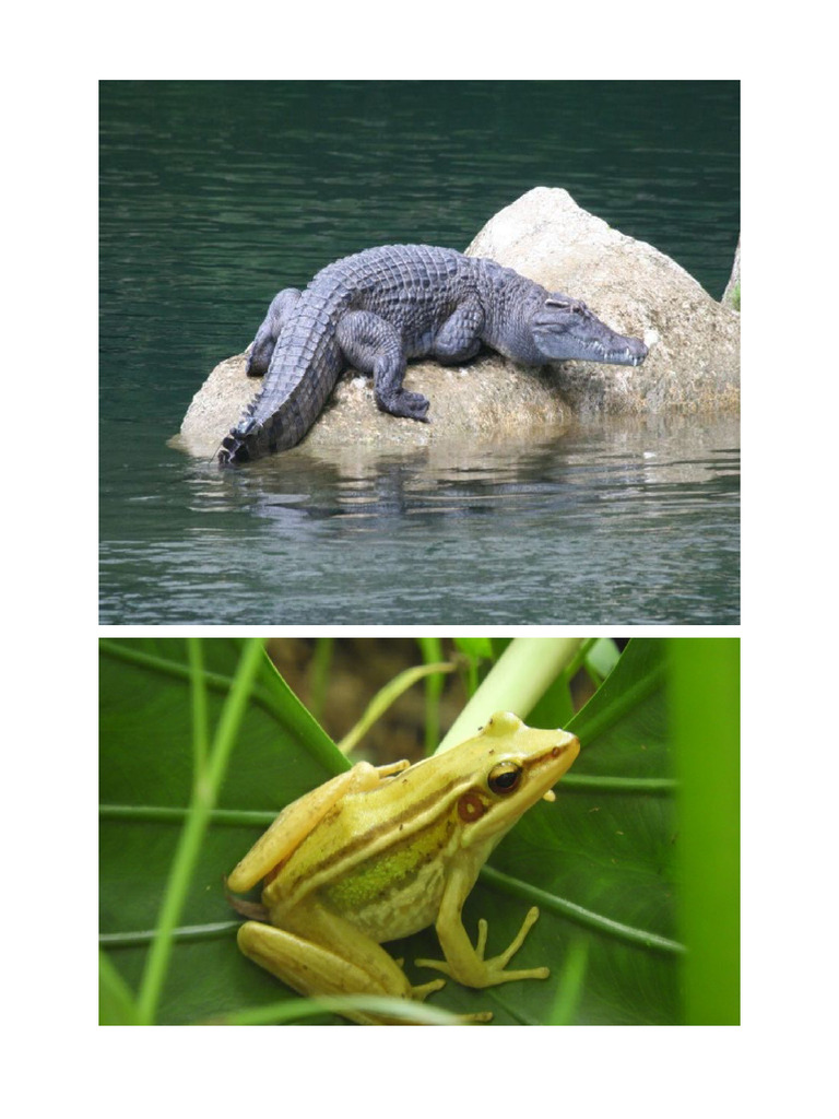 Print Hewan Vertebrata Dan Avertebrata | PDF