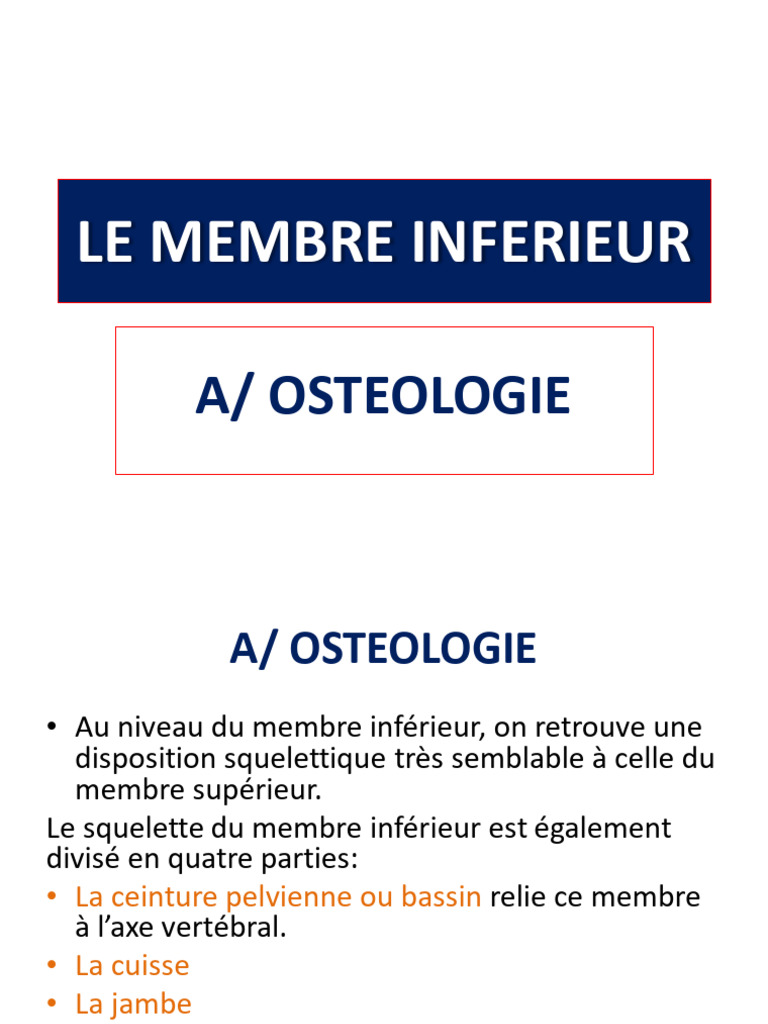 Diapo Ostéologie du mbre inf | PDF