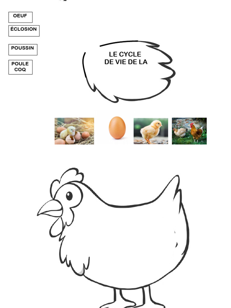 Le Cycle de Vie Animaux | PDF