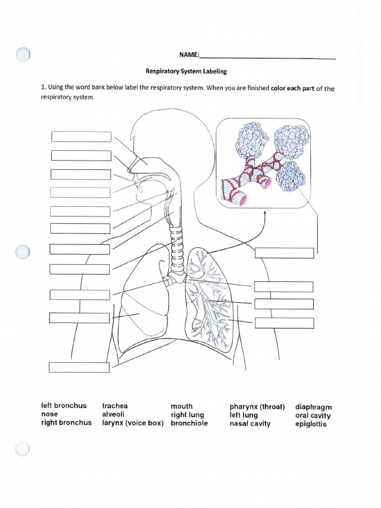 Respiratory System Labeling | PDF