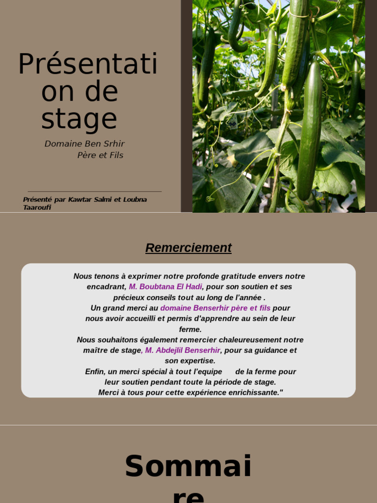 Présentation de Stage | PDF