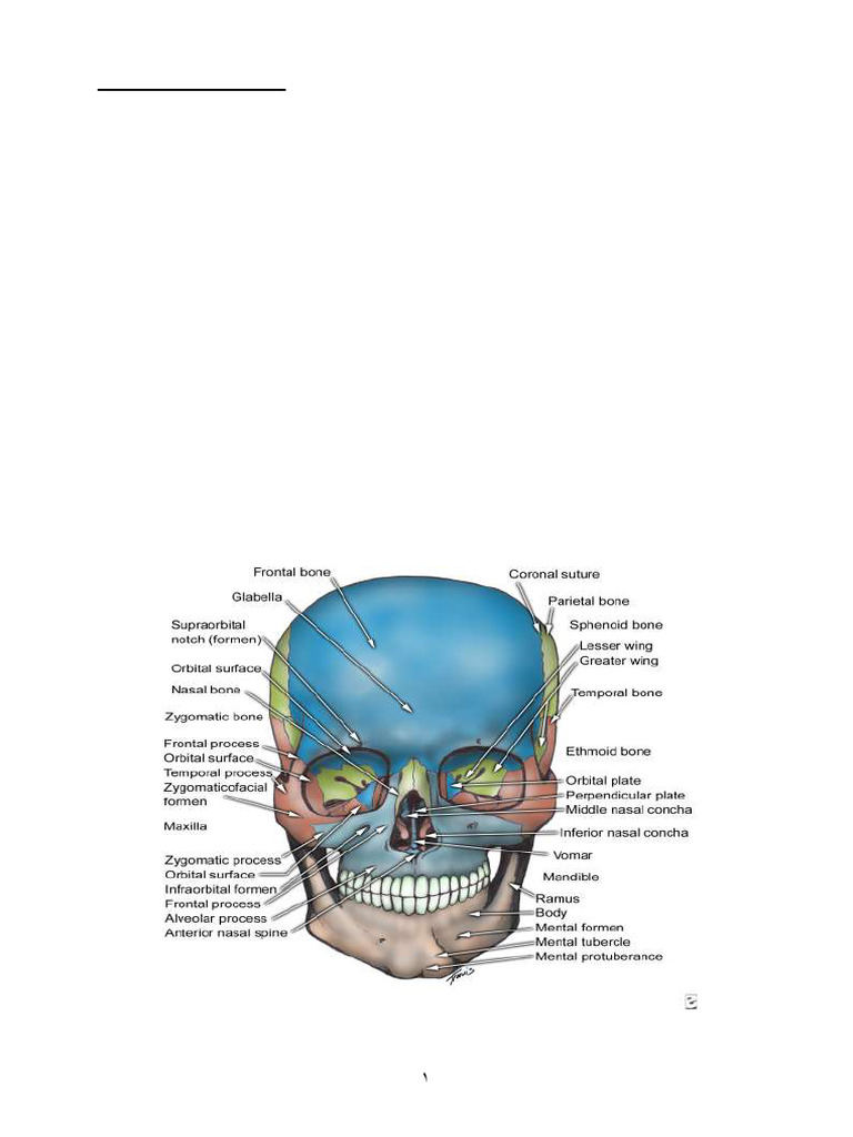 Facial Bones: Dr. Hanaa L1 | PDF