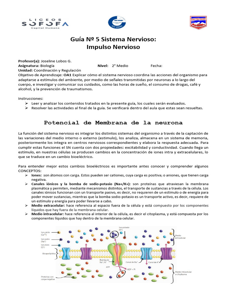 Guía N°6 Impulso Nervioso y Sinapsis | PDF
