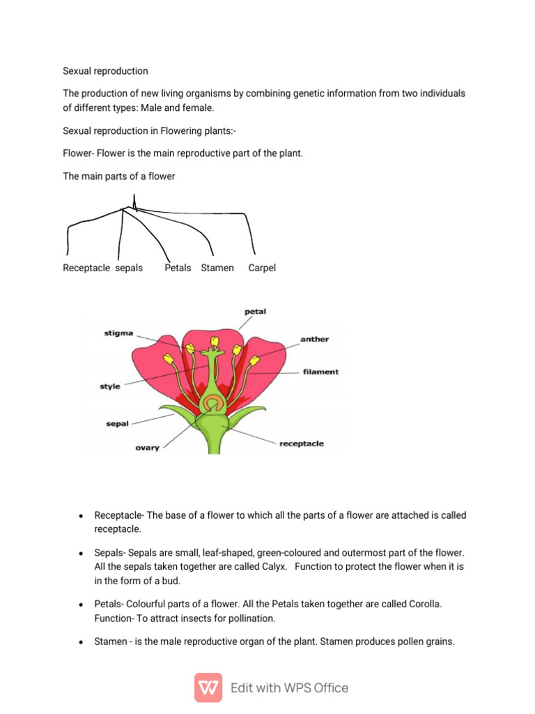 Sexual Reproduction in Flower | PDF | Flowers | Pollination