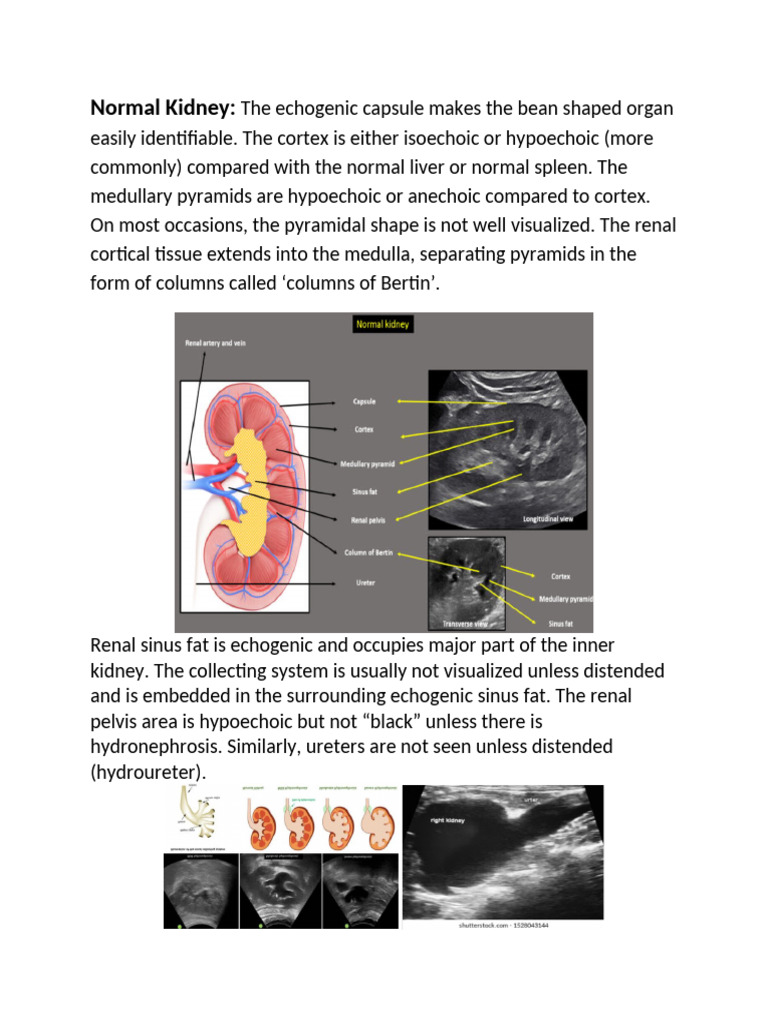 Chapter # 7 Urology | PDF
