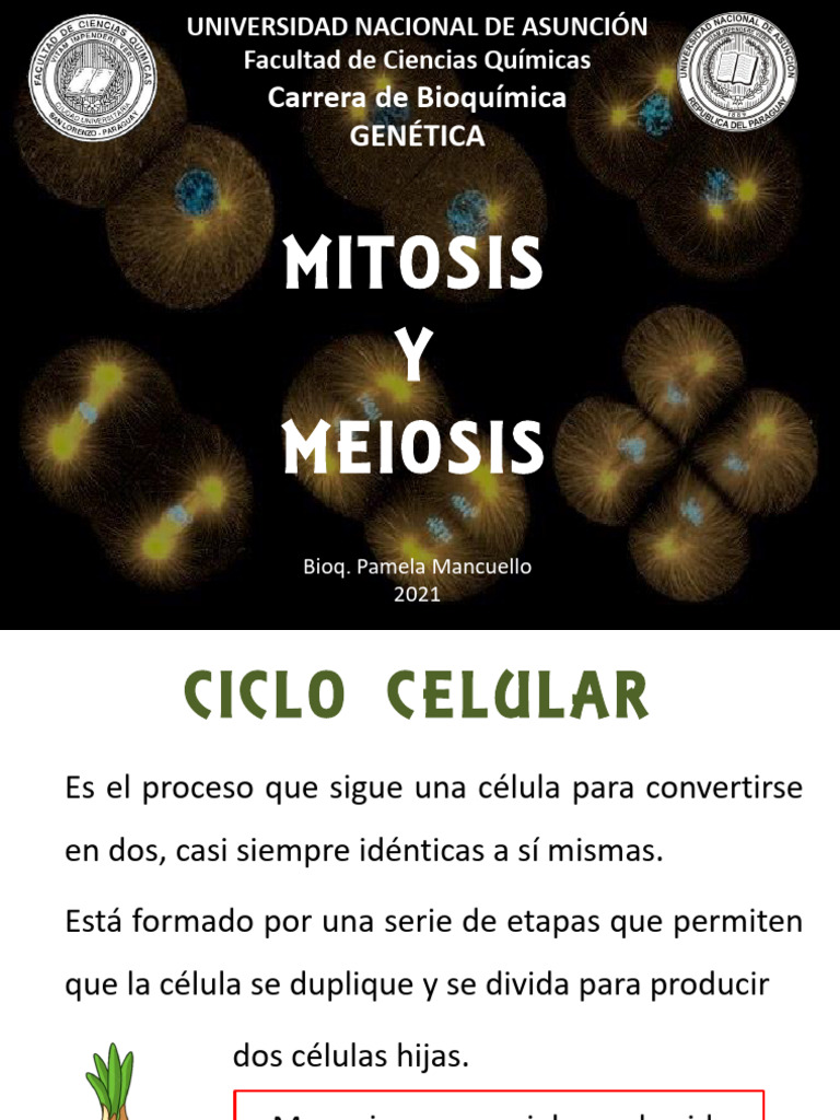 Mitosis - Meiosis | PDF