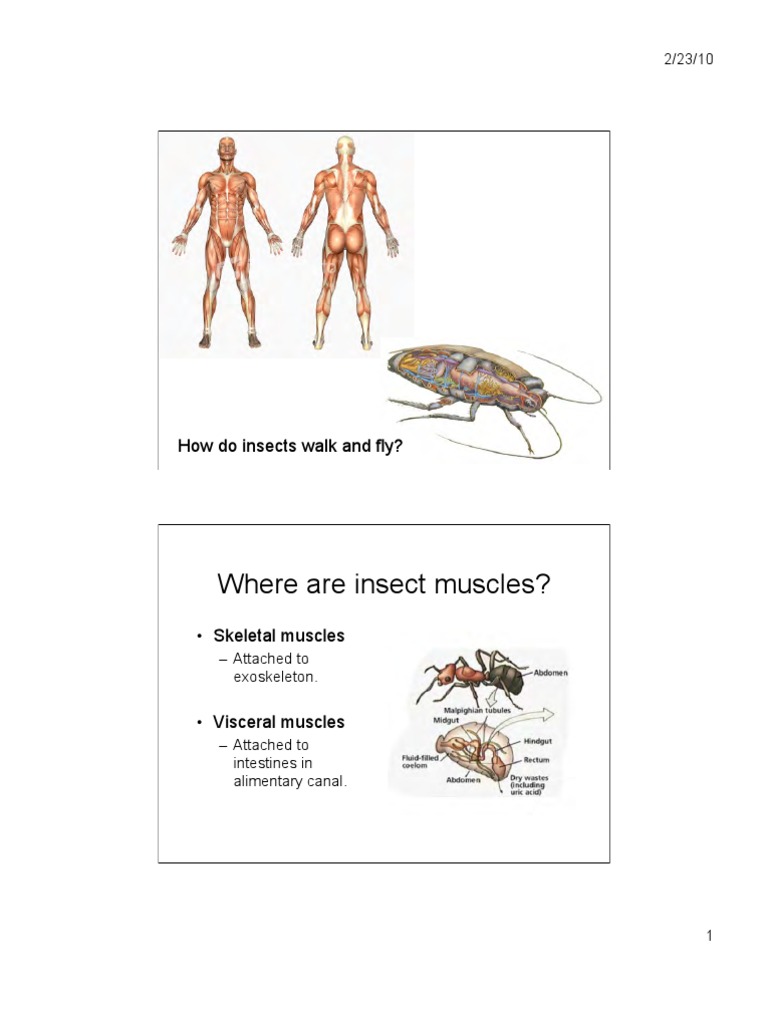 Insect Musculoskeletal System | Insects | Muscle