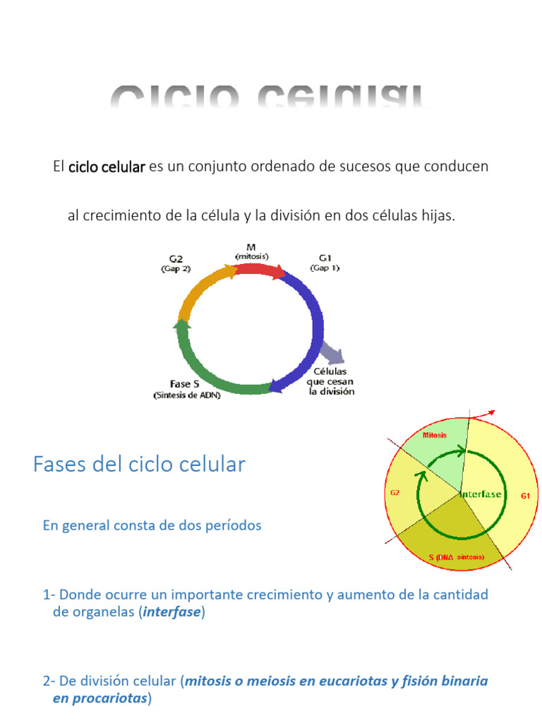 Fases y Control del Ciclo Celular | PDF | Célula (Biologia) | Cromossomo