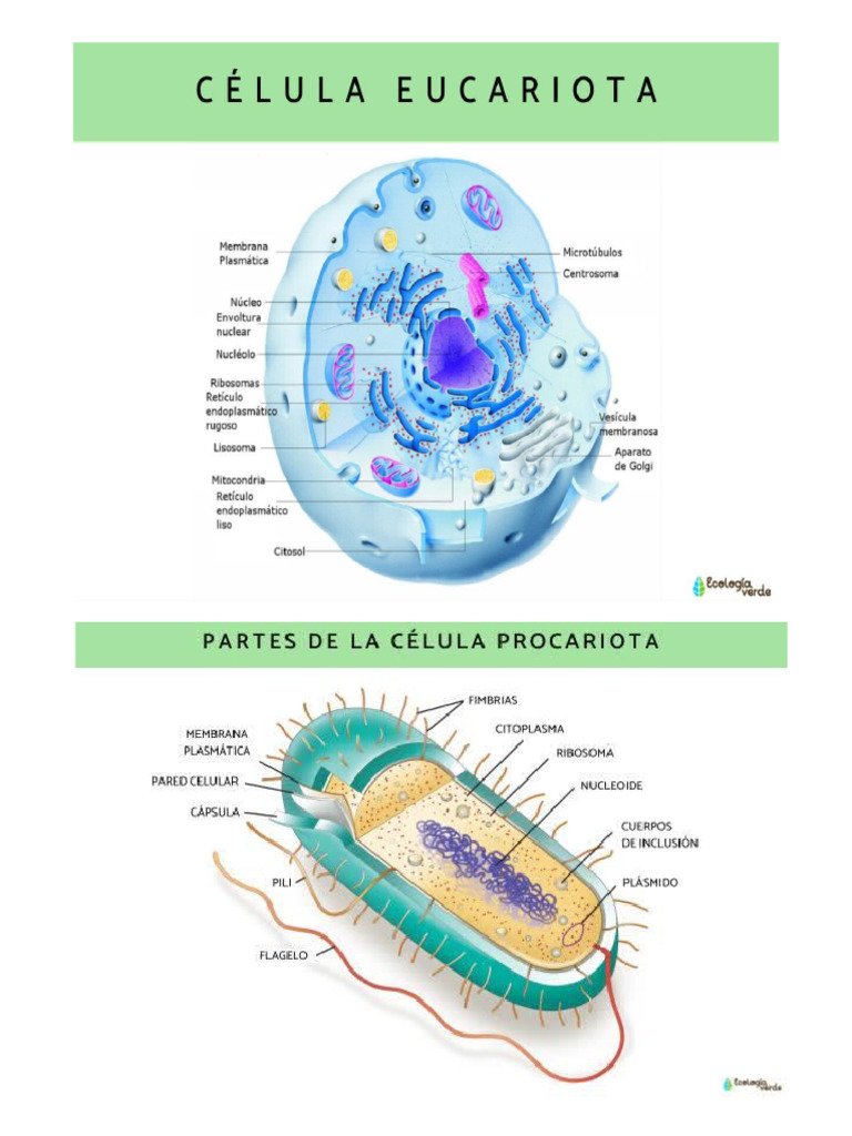 Celula Procariota | PDF
