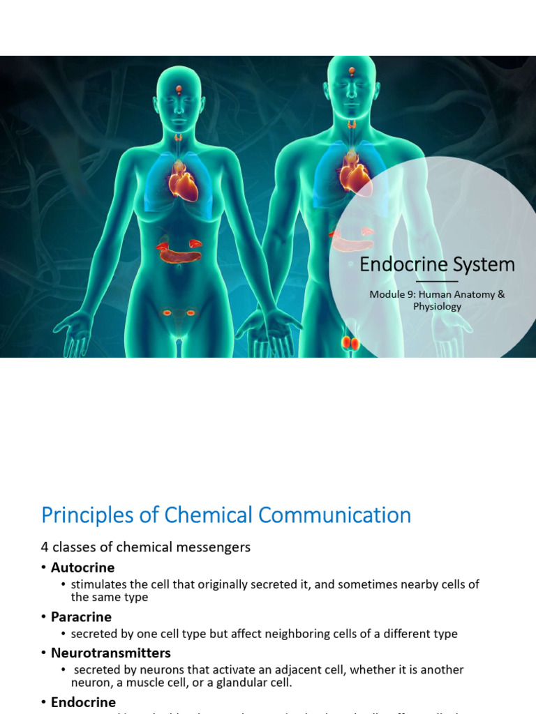 Overview of the Endocrine System Functions | PDF | Hormone | Endocrine ...