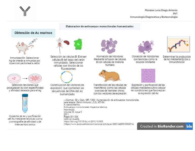 Ac Monoclonales Daml | PDF