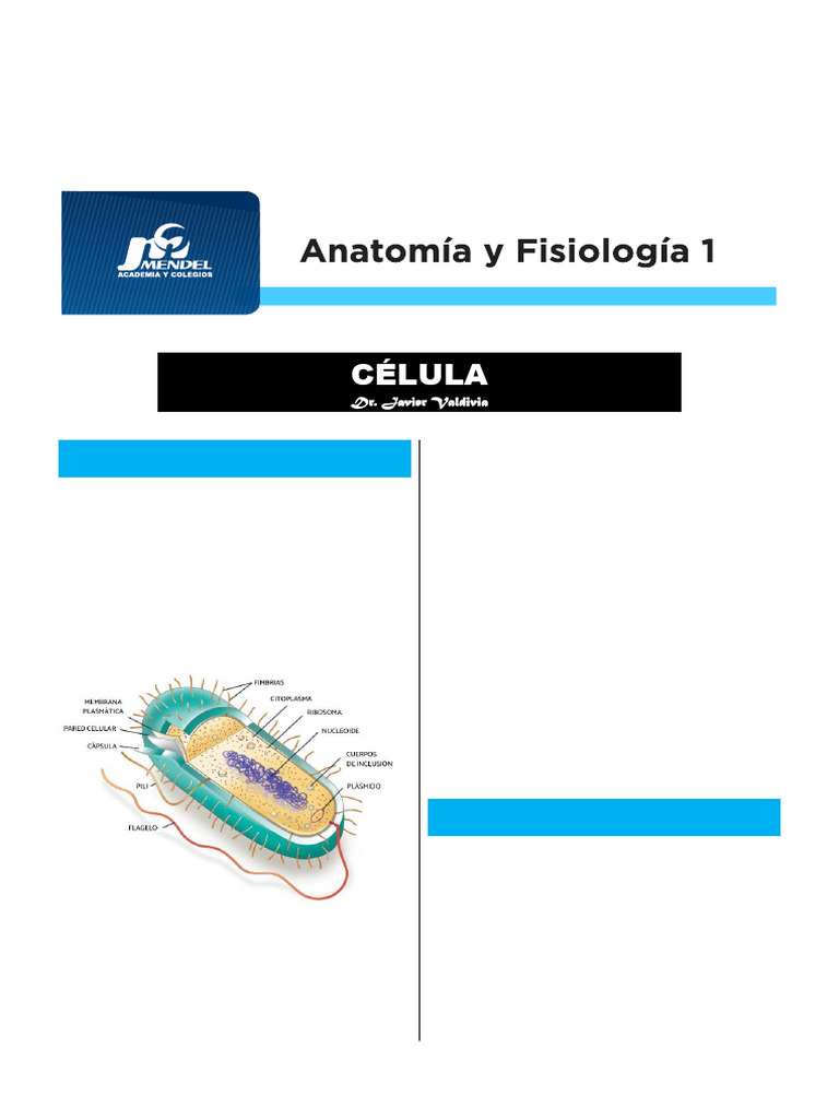 Lectura Células | PDF
