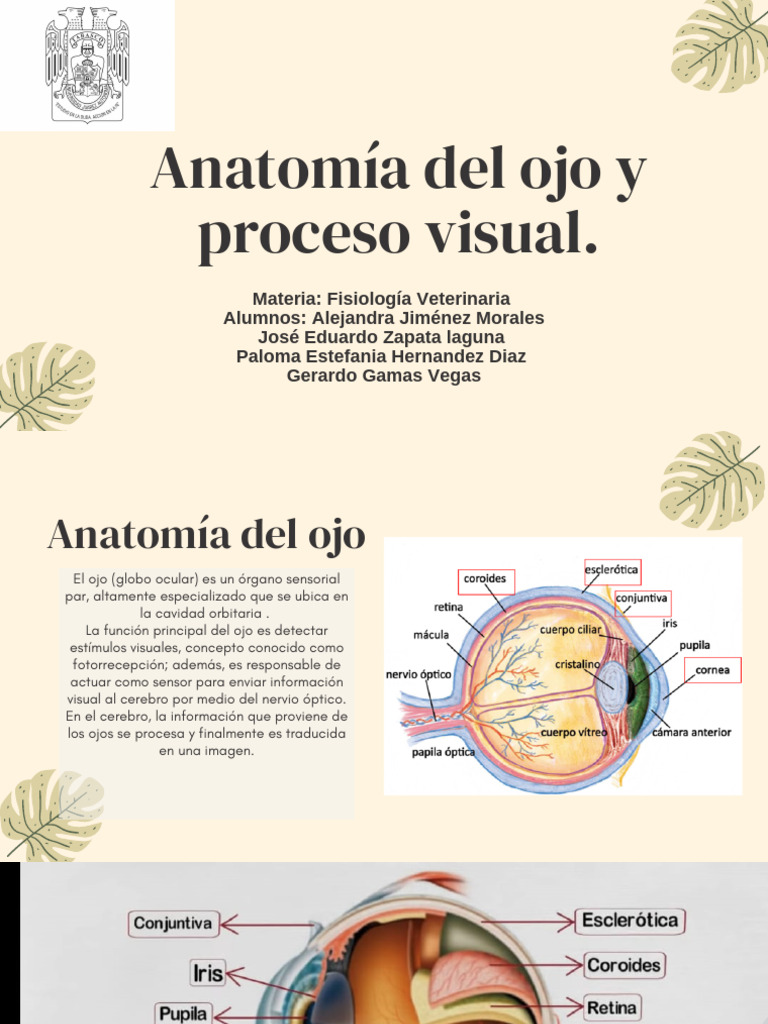 proceso visual.pptx_20240618_201647_0000 | PDF