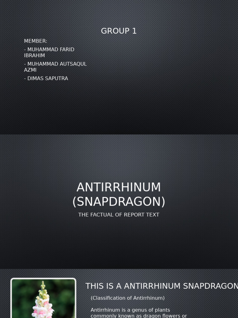 Group 1 Antirrhinum Snapdragon | PDF