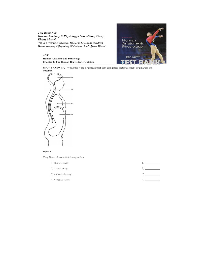 Test Bank Human Anatomy Physiology 11th Edition Elaine Marieb Katja ...