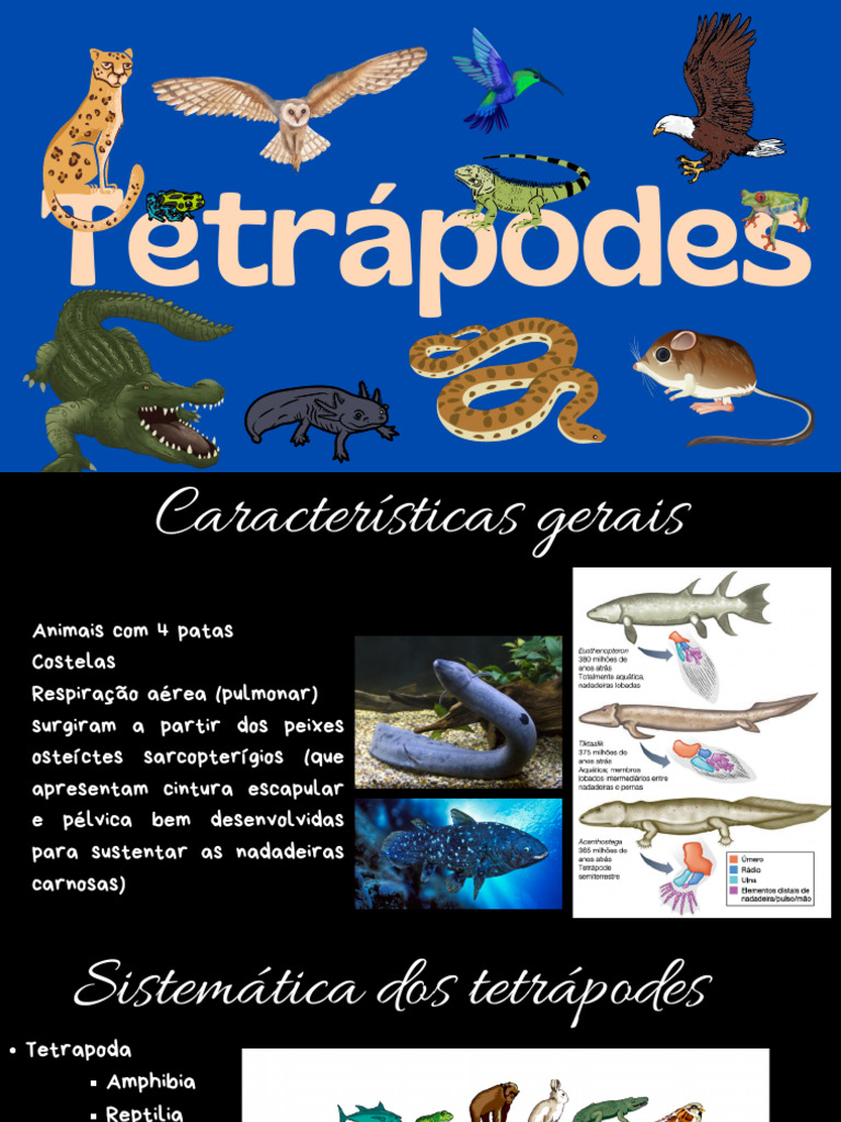 Tetrápodes | PDF