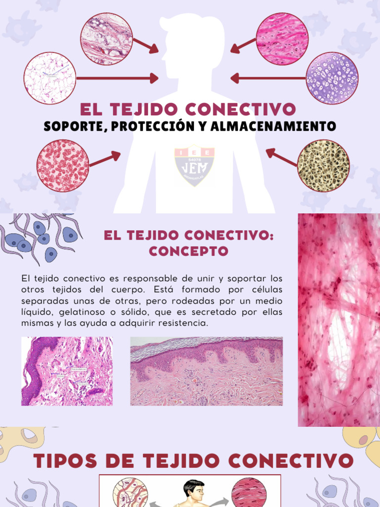 Tipos y Funciones del Tejido Conectivo | PDF | Neurona | Ciencia y ...